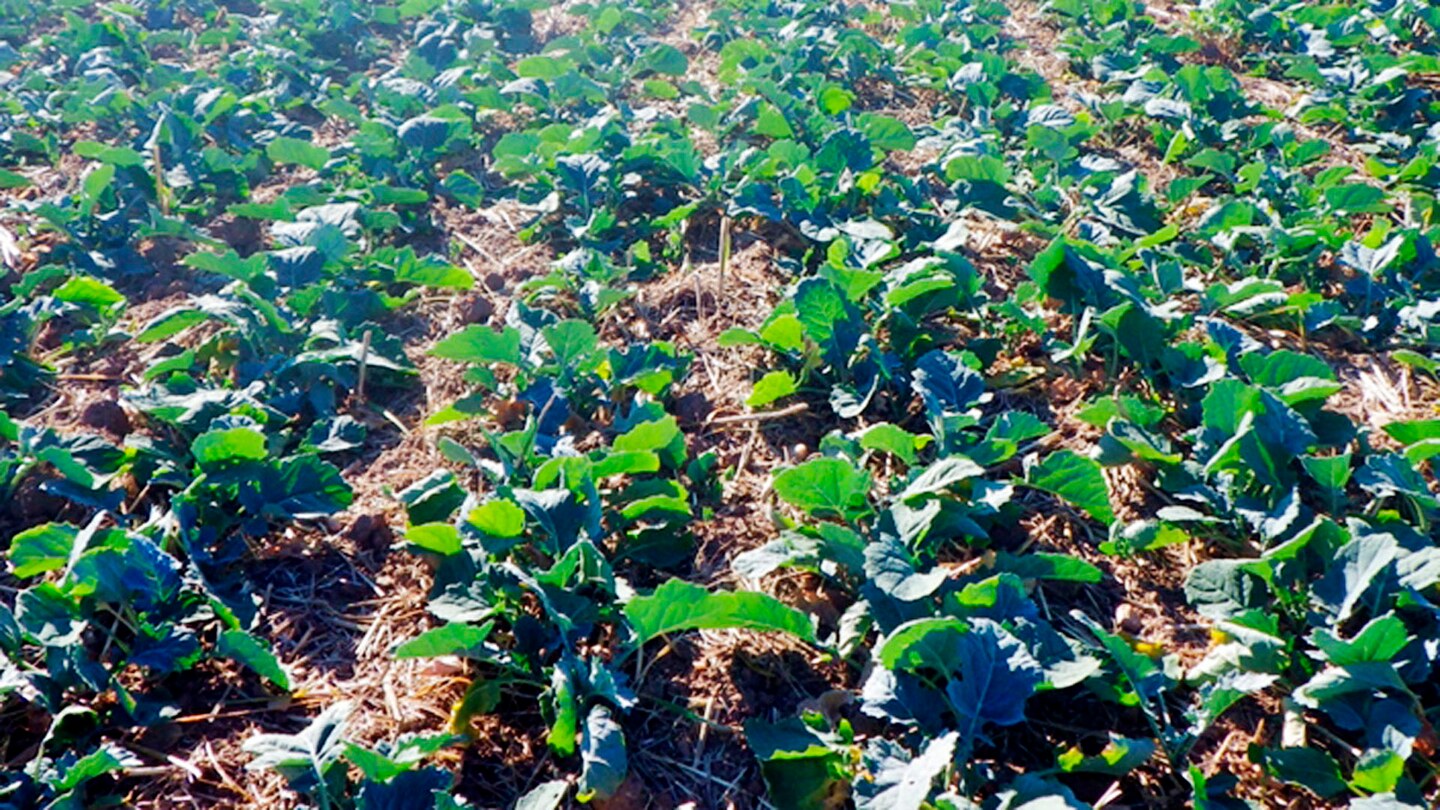 Winter Oilseed Rape Crop Establishment Technology - Farmet