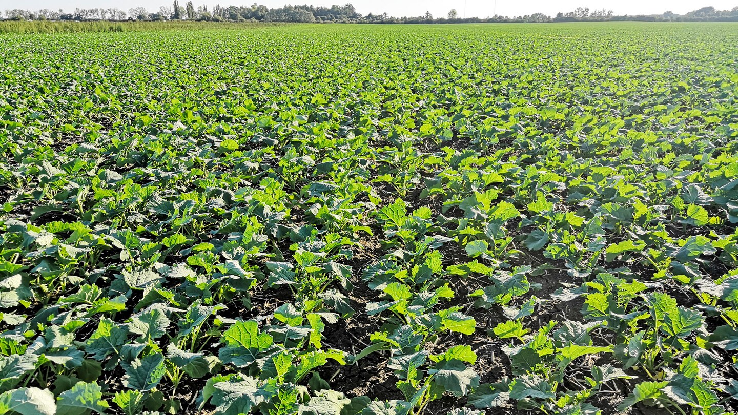 Winter Oilseed Rape Crop Establishment Technology - Фармет